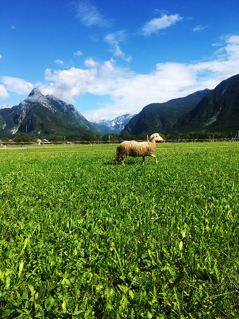 Mt. Svinjak Hike – The Matterhorn of Bovec – Trail Guide | Alpi Center